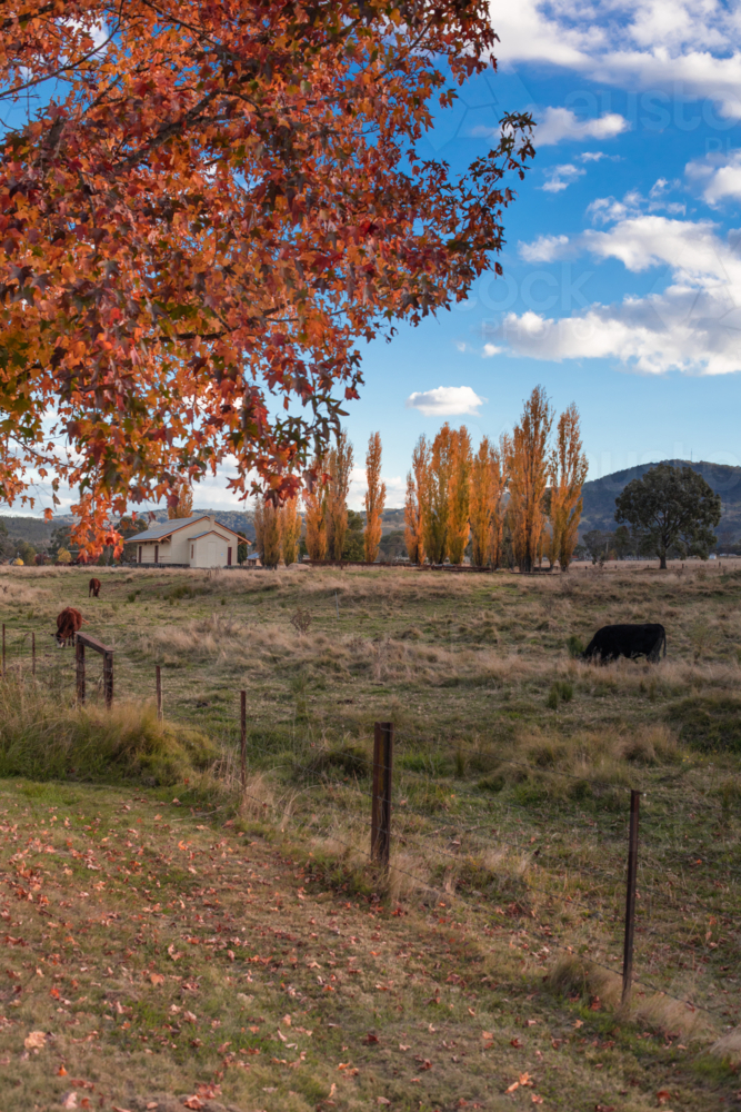 Image of An autumn scene looking over a fence, under orange leaves with ...