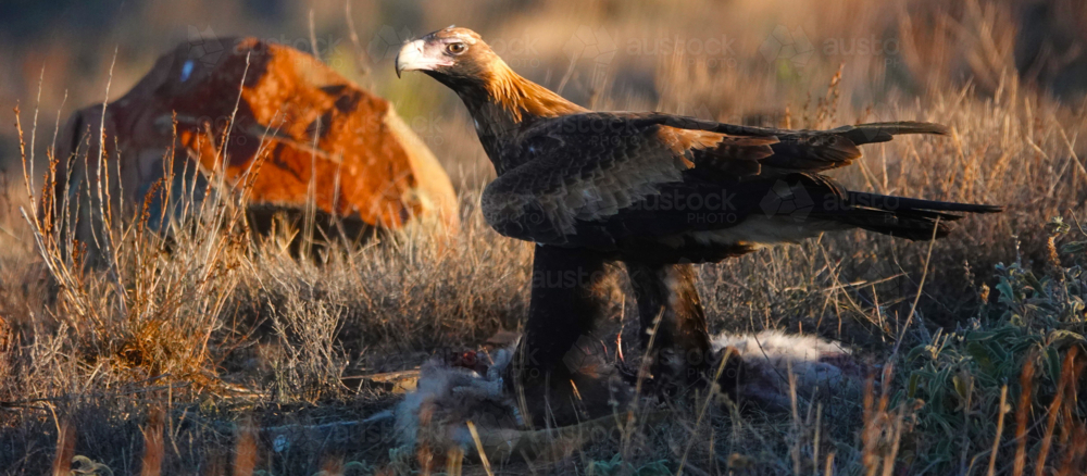 Image of An eagle catching prey in the field at sunset - Austockphoto
