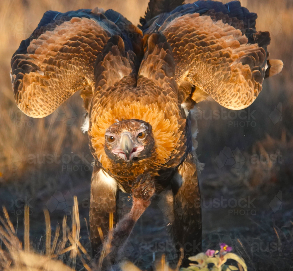 Image of An eagle catching prey in the field at sunset - Austockphoto
