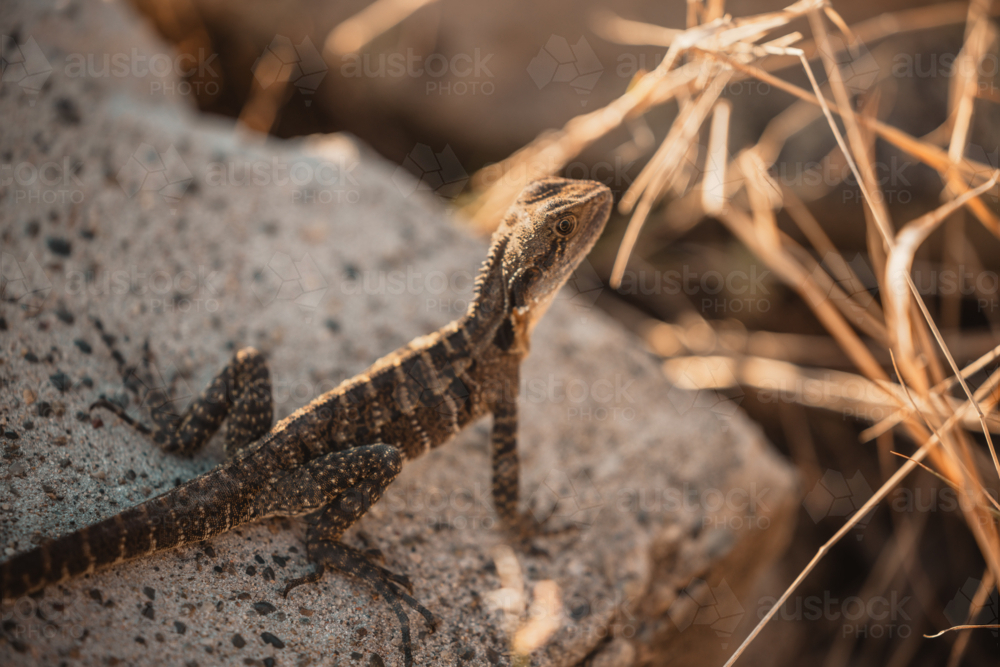 Image of An Eastern Water Dragon breed lizard lounging on rocks in the ...