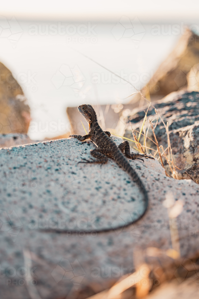 Image of An Eastern Water Dragon breed lizard lounging on rocks in the ...