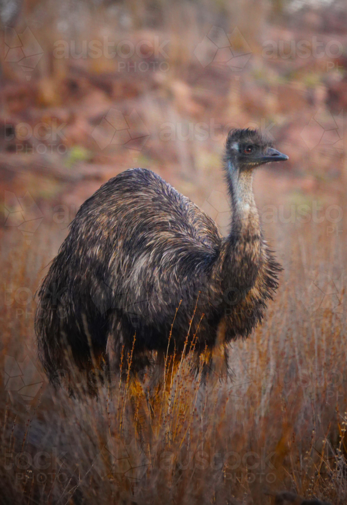 Image of An emu standing in a dry grass field - Austockphoto