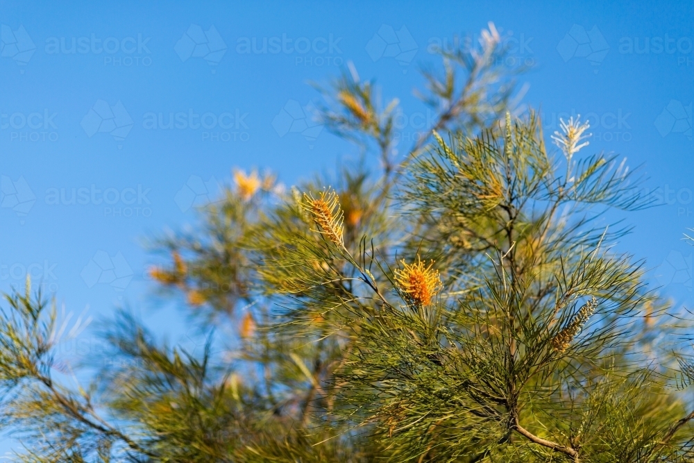 Image of An orange native Australian flowering plant, grevillea ...
