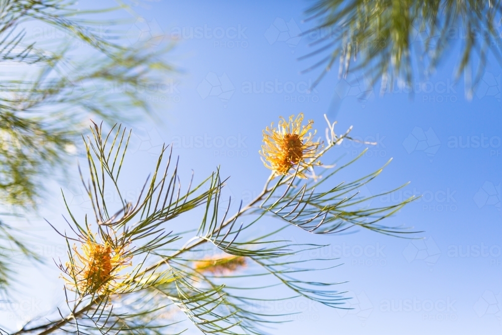Image of An orange native Australian plant, grevillea (proteaceae ...