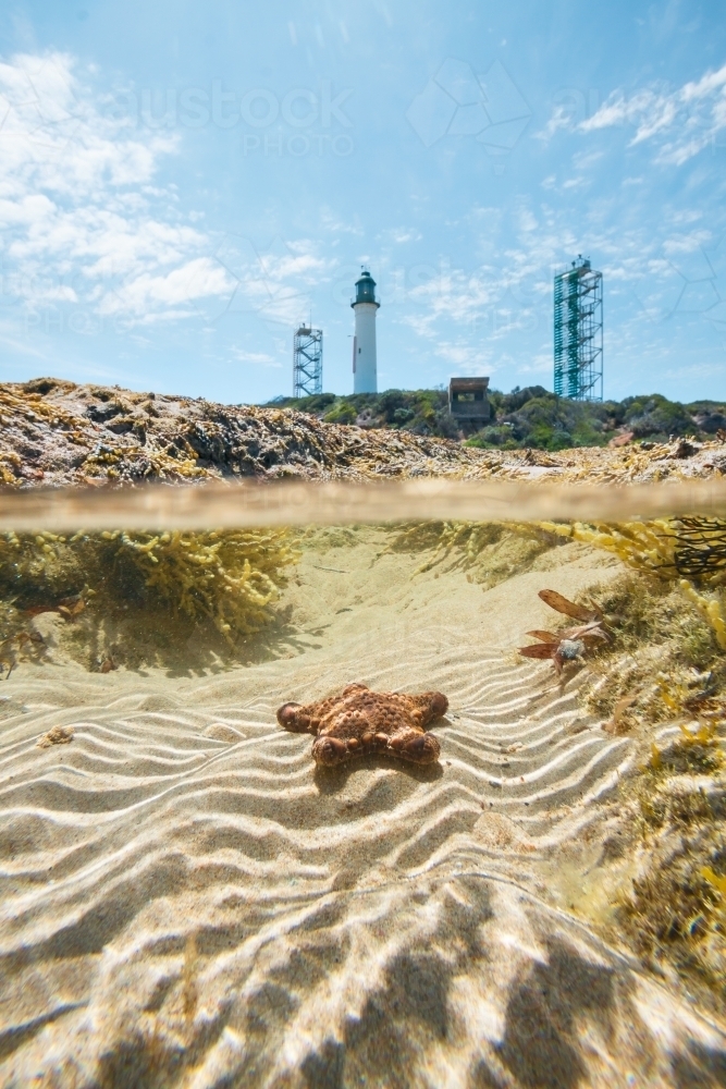 Image of An underwater view into the rockpools below the Lighthouse on ...