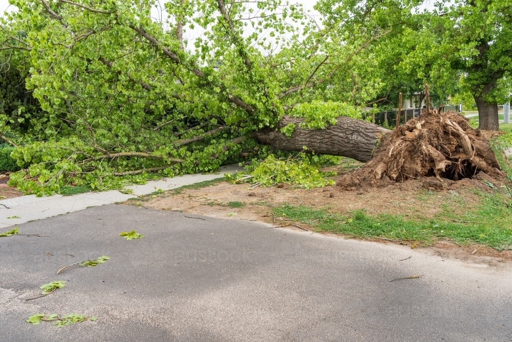 Image of An uprooted tree lying across a footpath and fence - Austockphoto