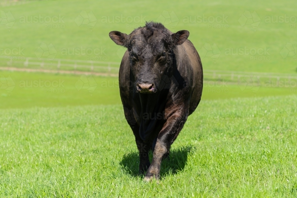Image of angus bull in paddock - Austockphoto