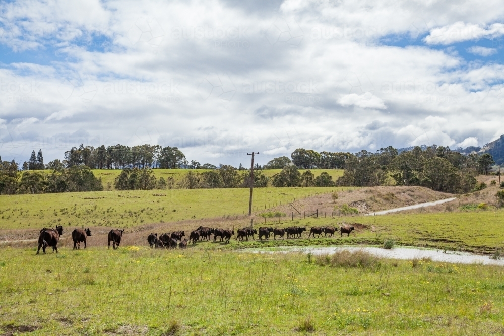 Image of Angus cattle walking past a dam in a green paddock - Austockphoto