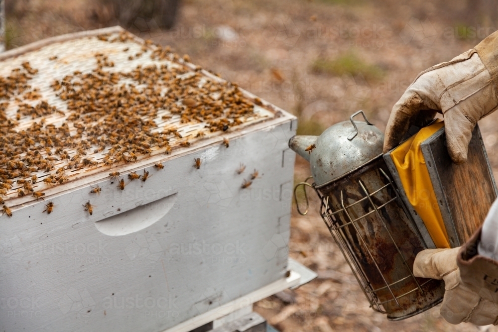 Image of Apiarist smoking beehive during honey harvest - Austockphoto