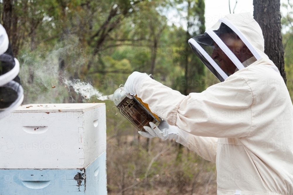 Image of Apiarist smoking beehive during honey harvest - Austockphoto