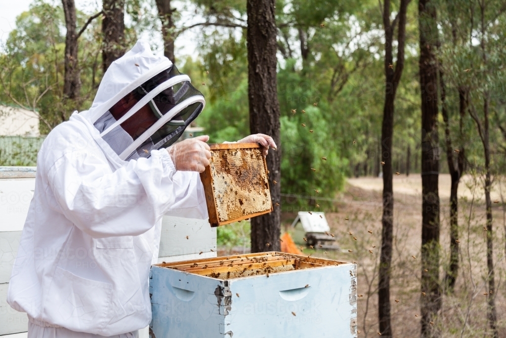 Image of Apiculturist shaking bees from frame on honeycomb - Austockphoto