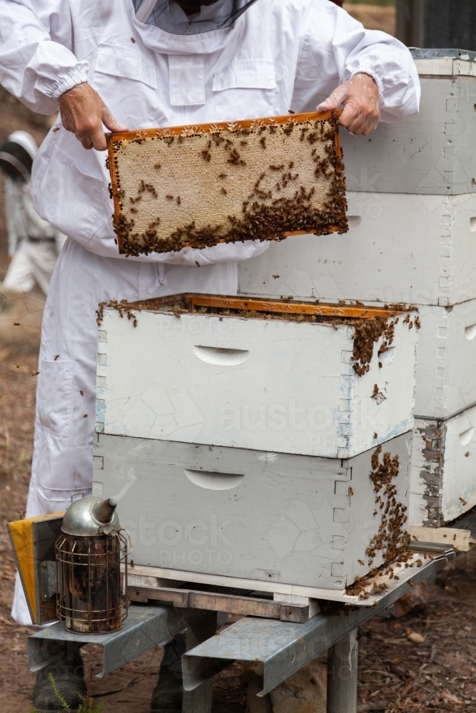 Image of Apiculturist shaking bees from frame on honeycomb - Austockphoto