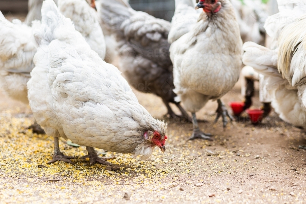 Image of araucana hen in chook yard scratching and pecking up food ...