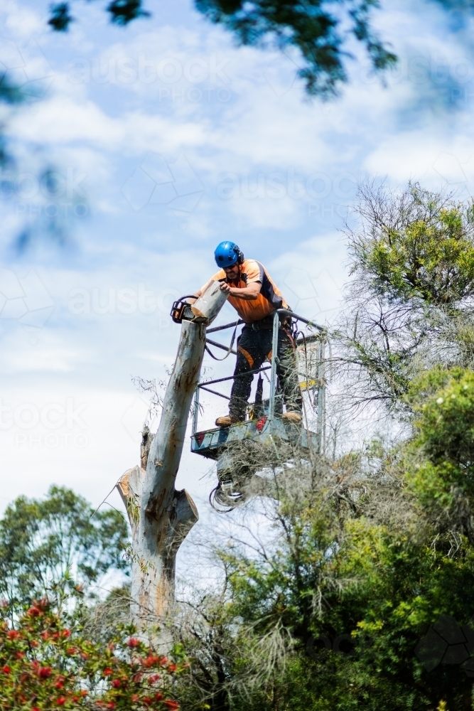 Image of Arborist chainsawing down a dying gum tree into firewood ...