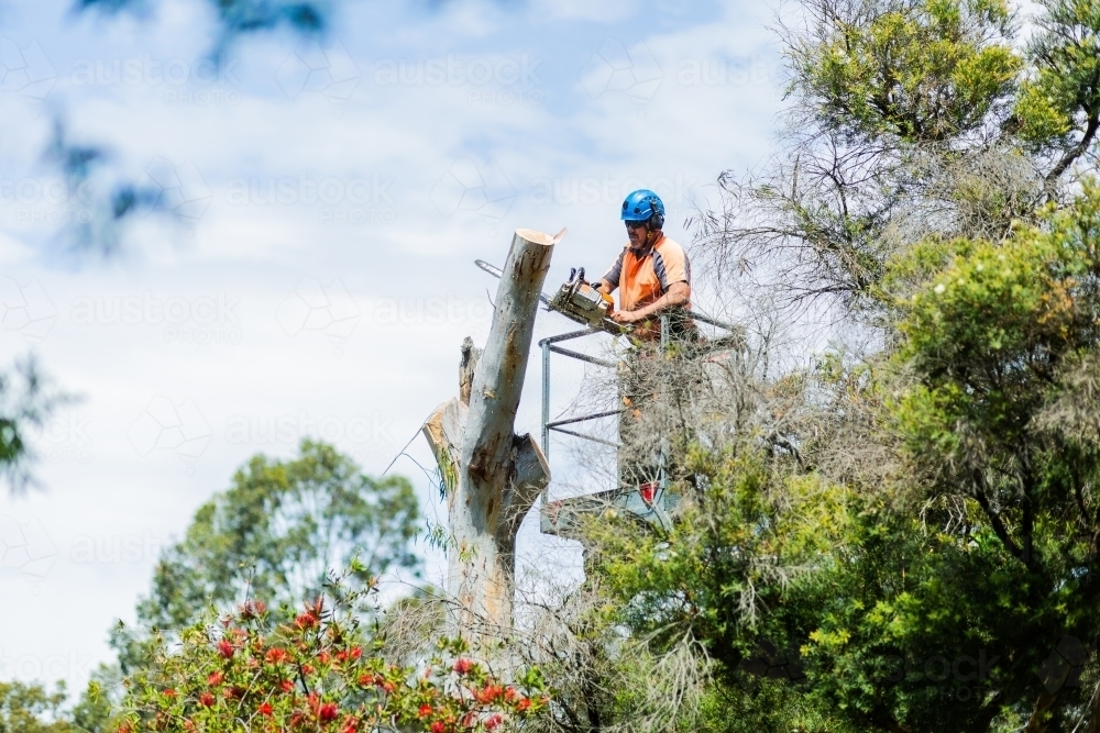 Image of Arborist chainsawing down a dying gum tree into firewood ...