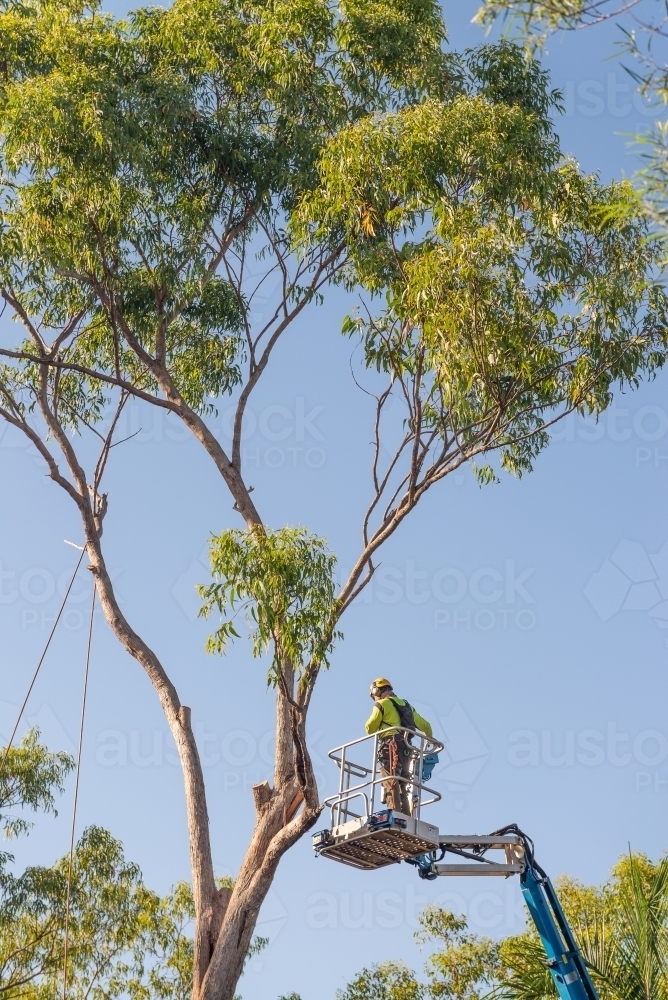 Image of Arborist chopping tree from a cherry picker lift - Austockphoto