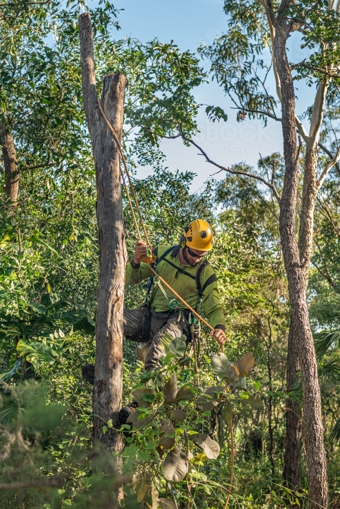 Image of Arborist chopping trees - Austockphoto
