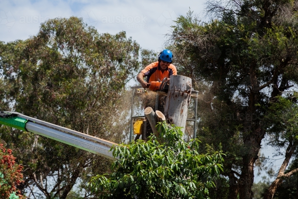 Image of Arborist standing on a cherry picker chainsawing down a gum ...