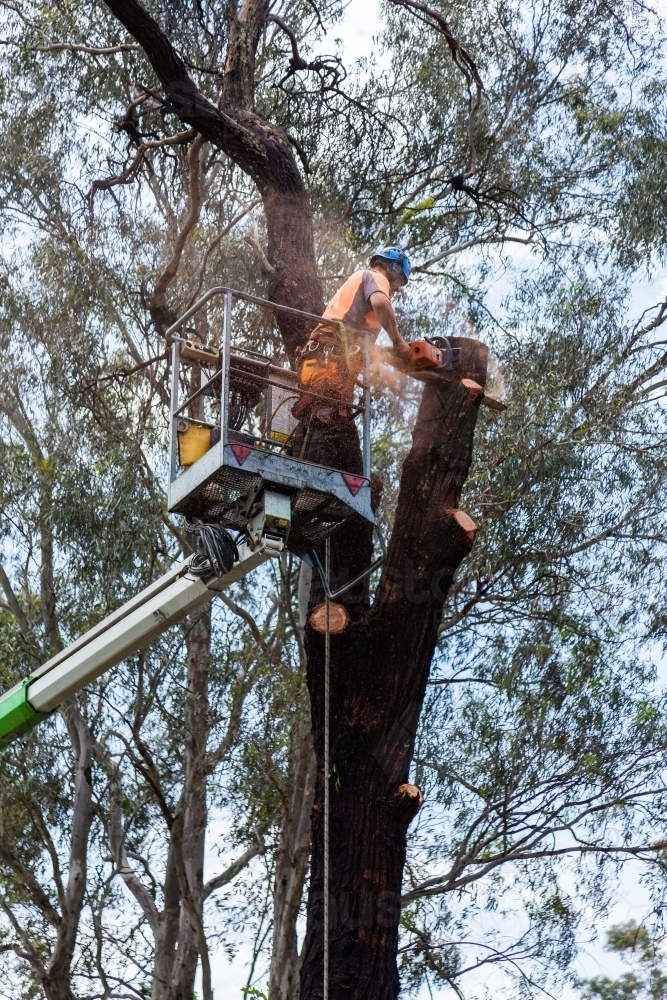 Image of Arborist tree felling tradie cutting down a dangerous tree ...