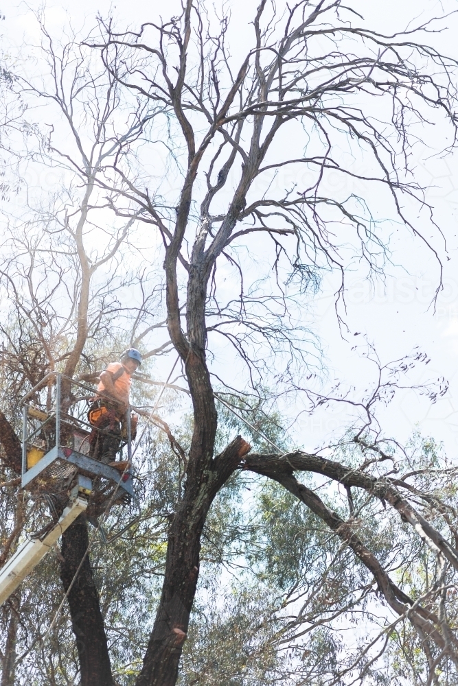 Image of Arborist tree guy removing a branch from a dangerous dying ...