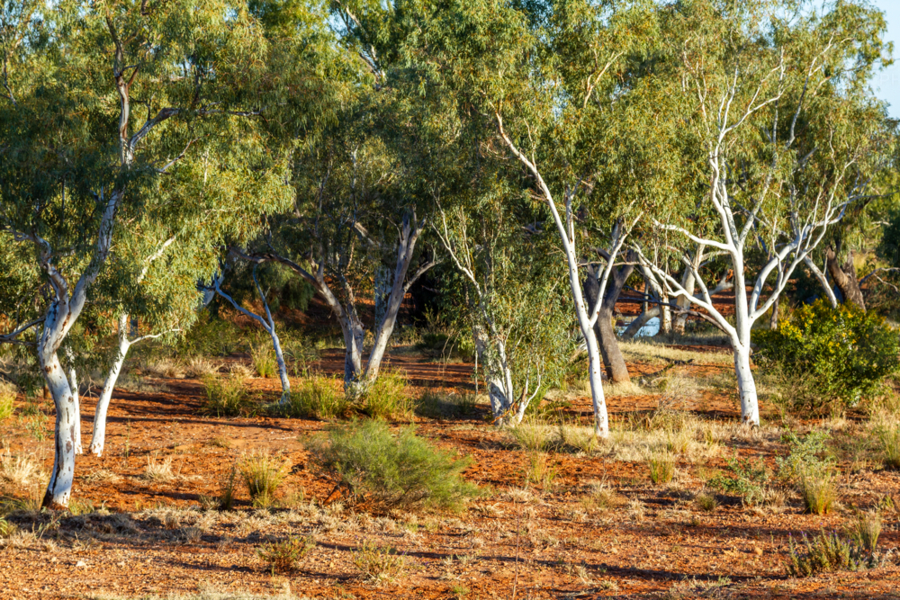 Image of Arid rural landscape in the Pilbara region of Western ...