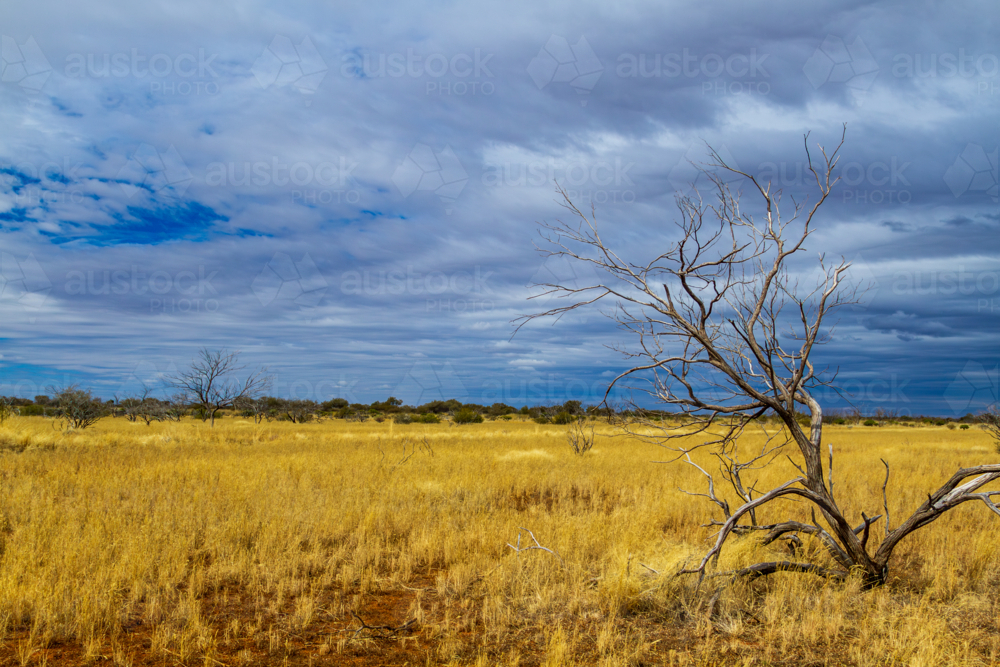 Image of Arid scene with dry grass and dead scrub - Austockphoto
