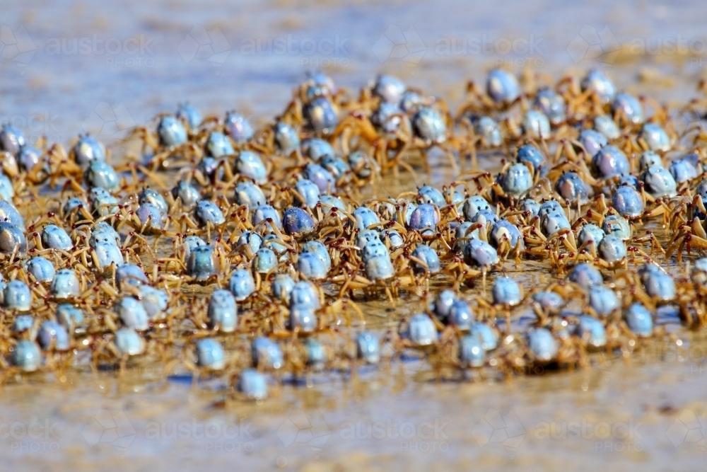 Image of Army of soldier crabs marching the seashore at low tide. - Austockphoto