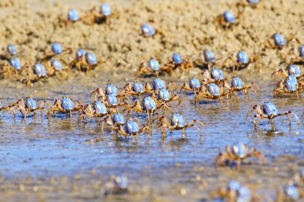 Image of Army of soldier crabs marching the seashore at low tide ...