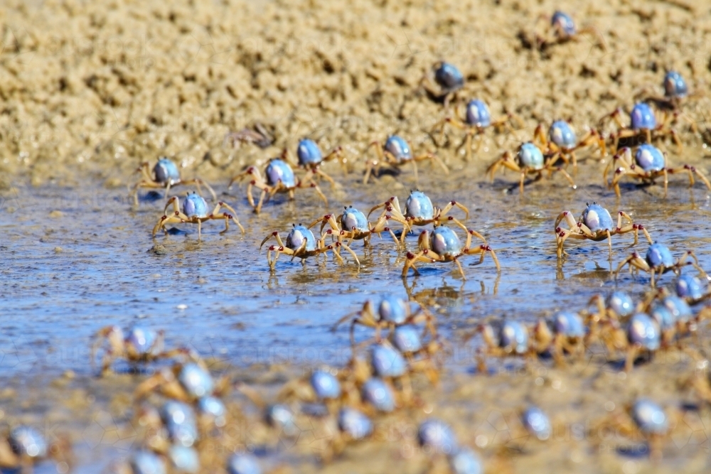 Image of Army of soldier crabs marching the seashore at low tide. - Austockphoto