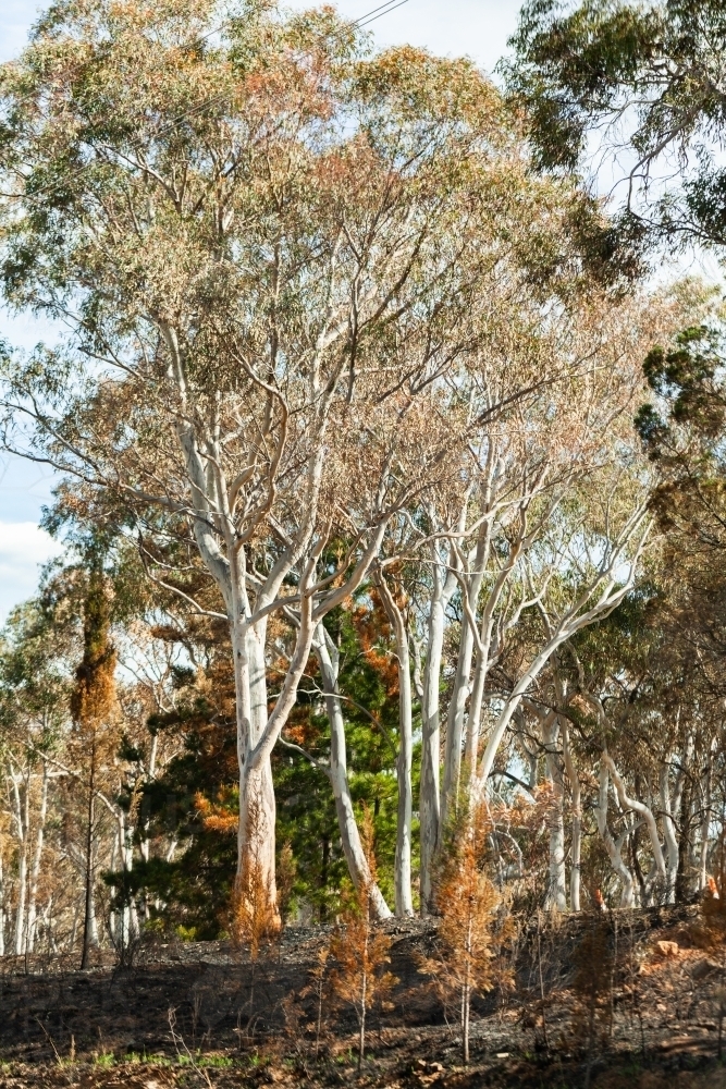 Image of Ash and burnt trees after bushfire burning off - Austockphoto