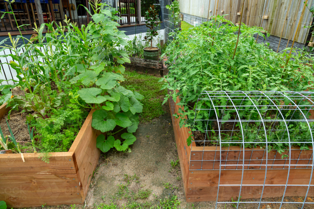 Image of Assorted vegetables growing in raised garden beds in vegetable ...