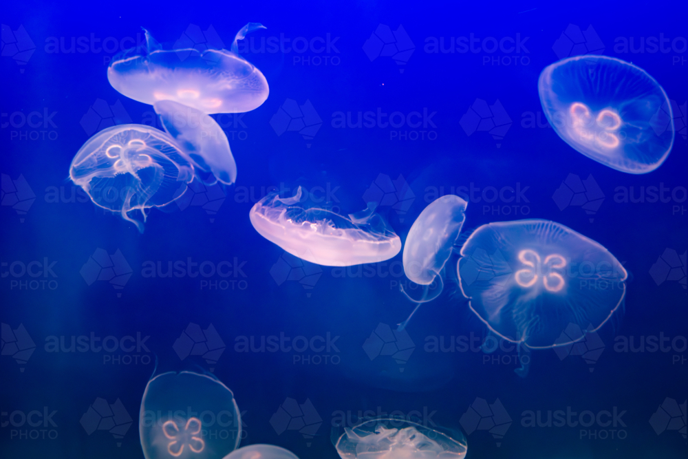 Image of Aurelia (aka the moon jelly, moon jellyfish, common jellyfish ...