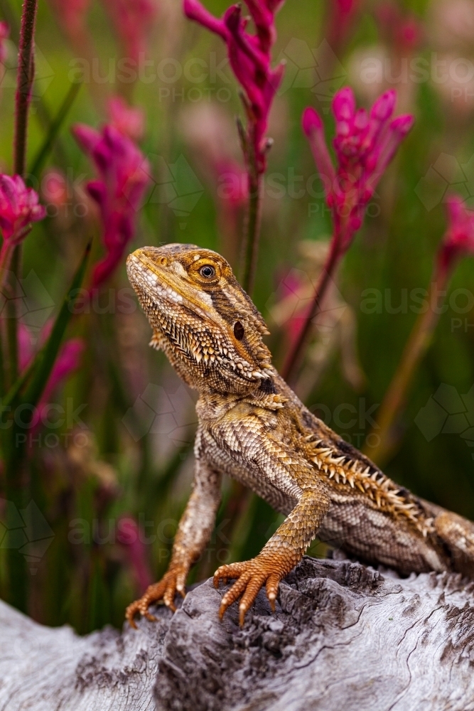 Image of Aussie bearded dragon lizard sitting on log in native garden ...