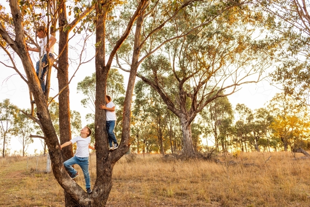 Image of Aussie boys climbing up gum tree in rural paddock at sunset ...