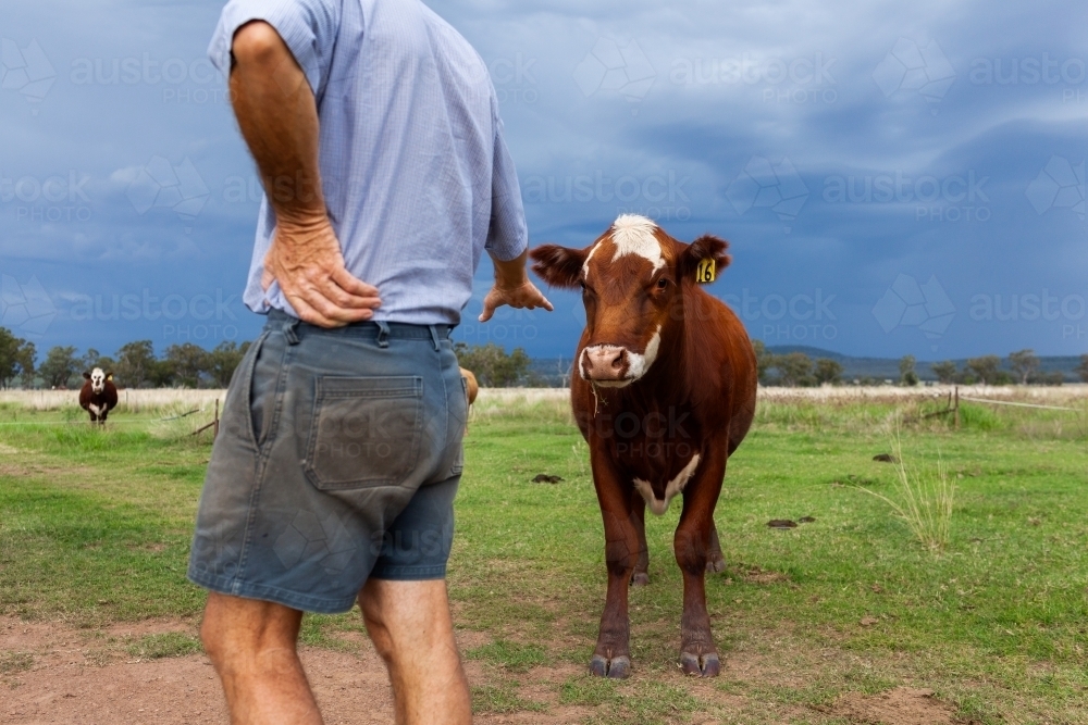 Image of Aussie cattleman farmer reaching out hand to friendly cow in ...