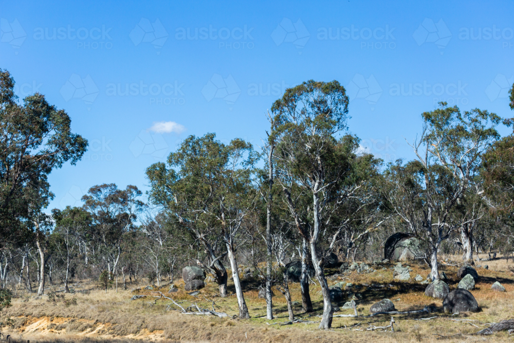 Image of Aussie country landscape filled with gum trees and boulders ...