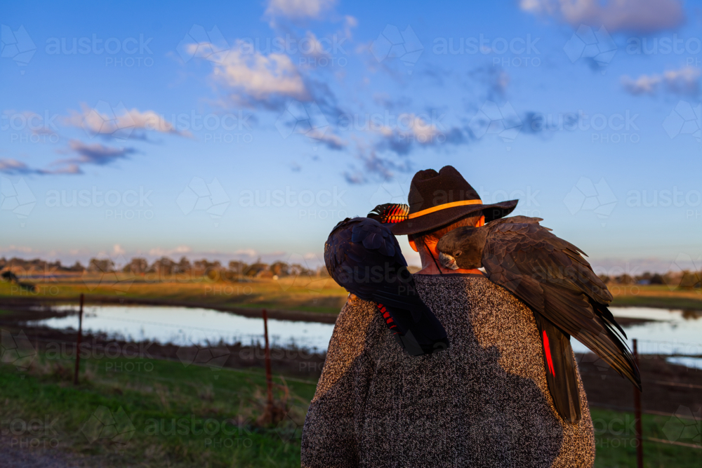 Image of Aussie man walking away with red tailed black cockatoo birds ...