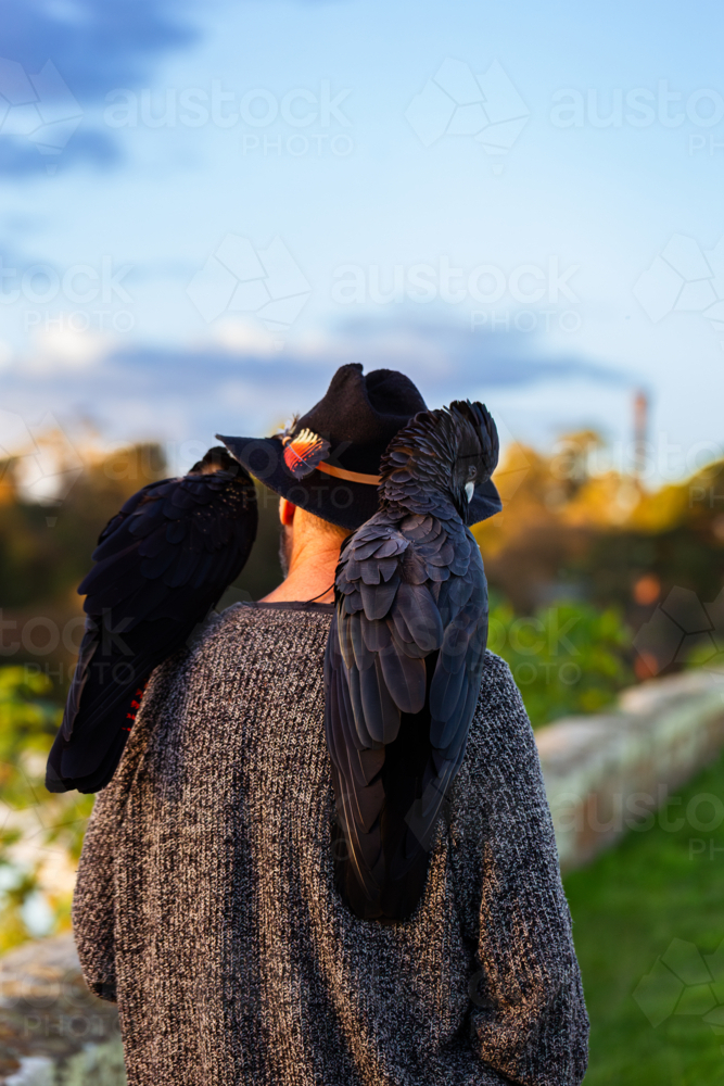 Image of Aussie man walking away with red tailed black cockatoo birds ...