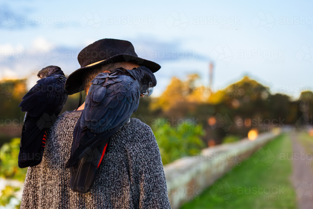 Image of Aussie man walking away with red tailed black cockatoo birds ...
