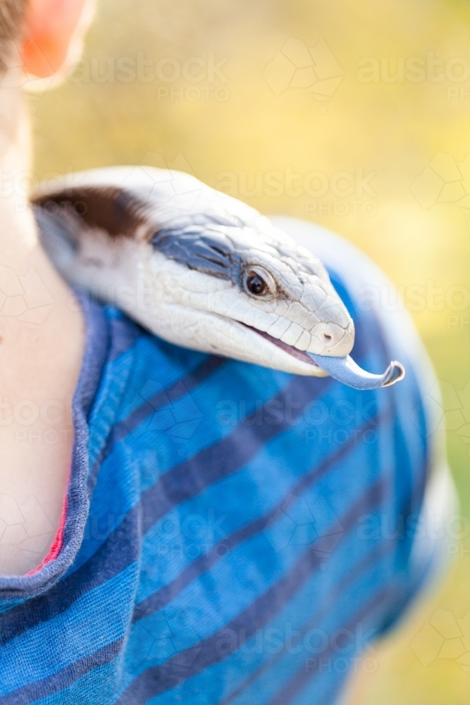 Image of Aussie pet blue tongue lizard on boys shoulder - Austockphoto