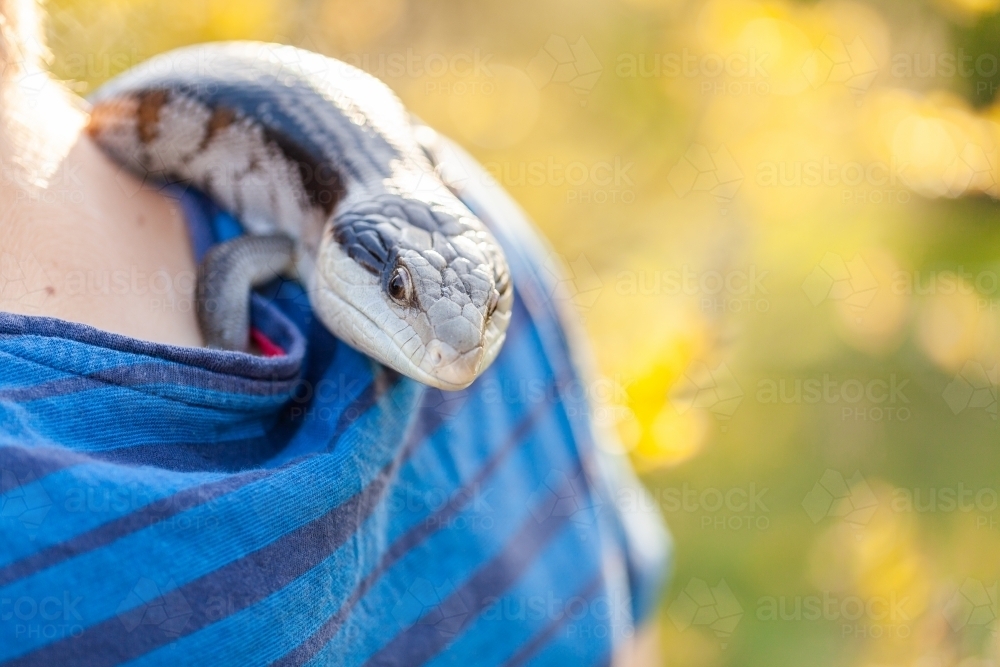 Image of Aussie pet blue tongue lizard on boys shoulder with copy space ...
