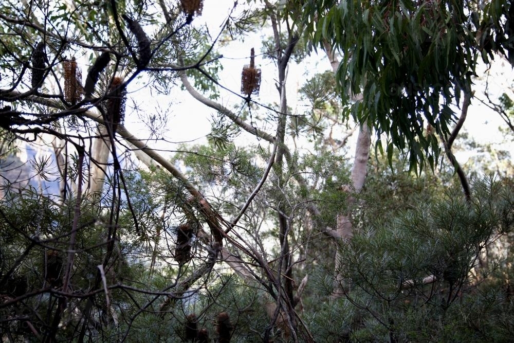 Image of Australian bush scene - Austockphoto