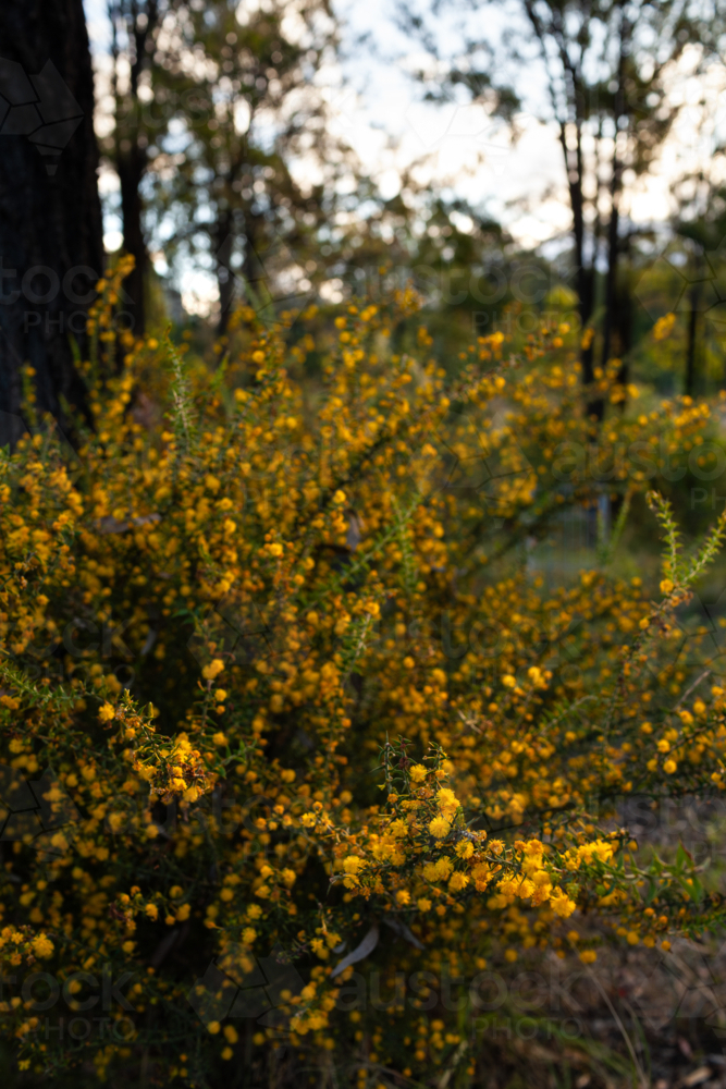 Image of Australian bushland scene with golden wattle bushes flowering ...