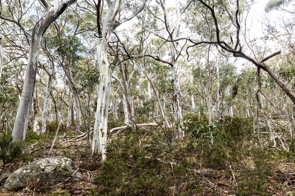 Image of Australian bushland with eucalyptus - Austockphoto