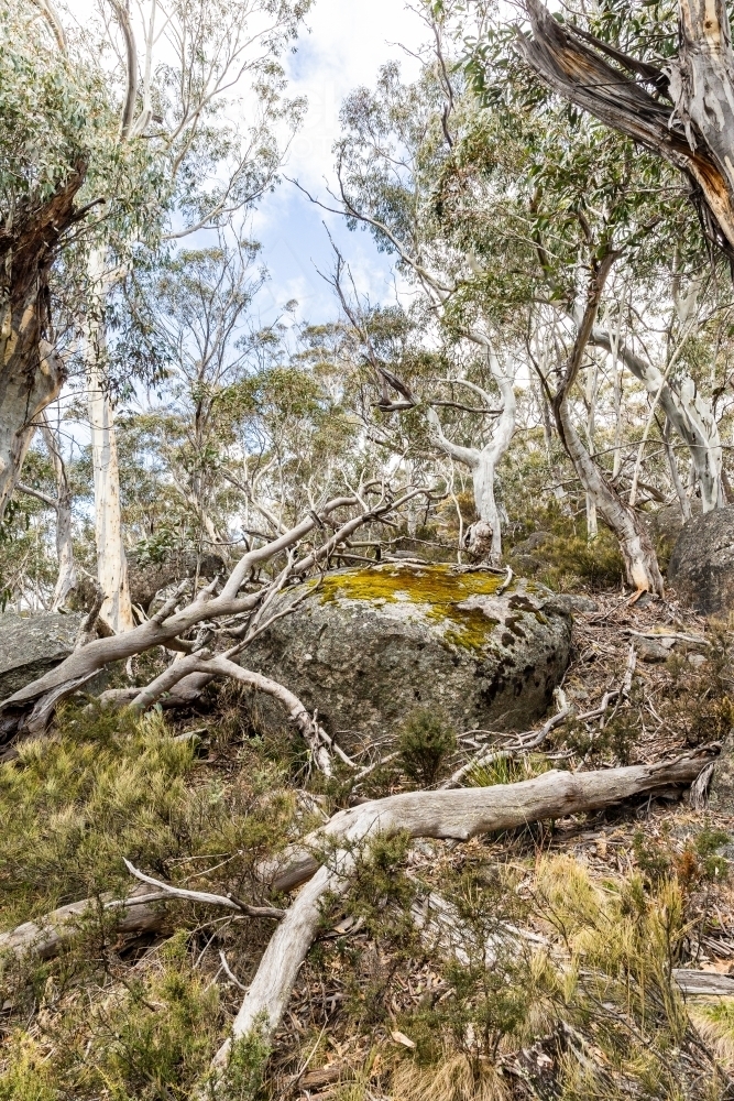 Image of Australian bushland with eucalyptus - Austockphoto