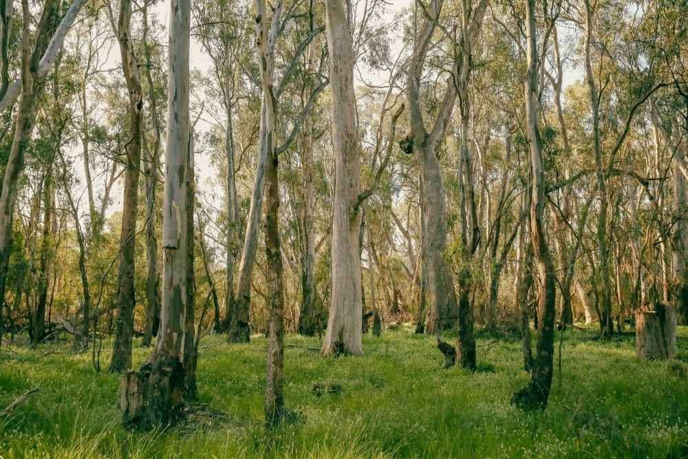 Image of Australian bushland with gum trees at Koondrook Victoria ...