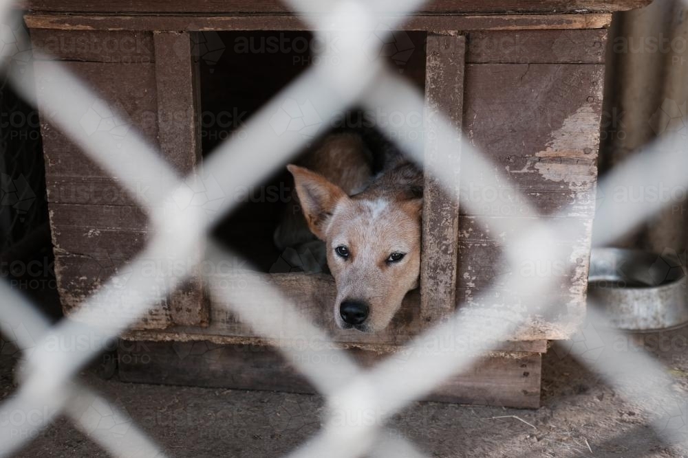 Image of Australian Cattle Dog in cage - Austockphoto