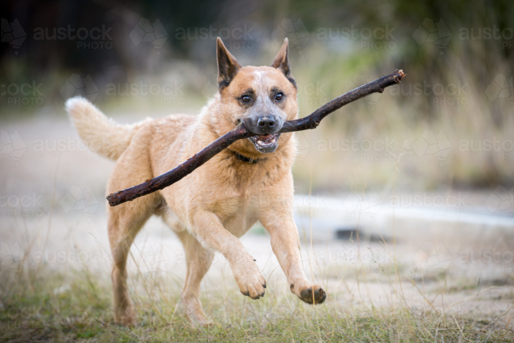 Image of Australian cattle dog running with a large stick in its mouth ...