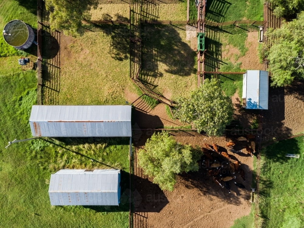 Image of Australian cattle yards seen in overhead top down aerial view ...
