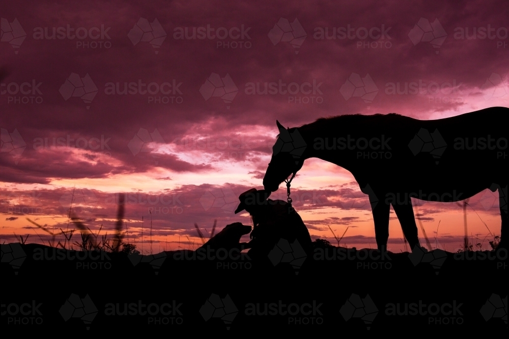 Image of Australian Country silhouette scene of farm dog, woman and ...